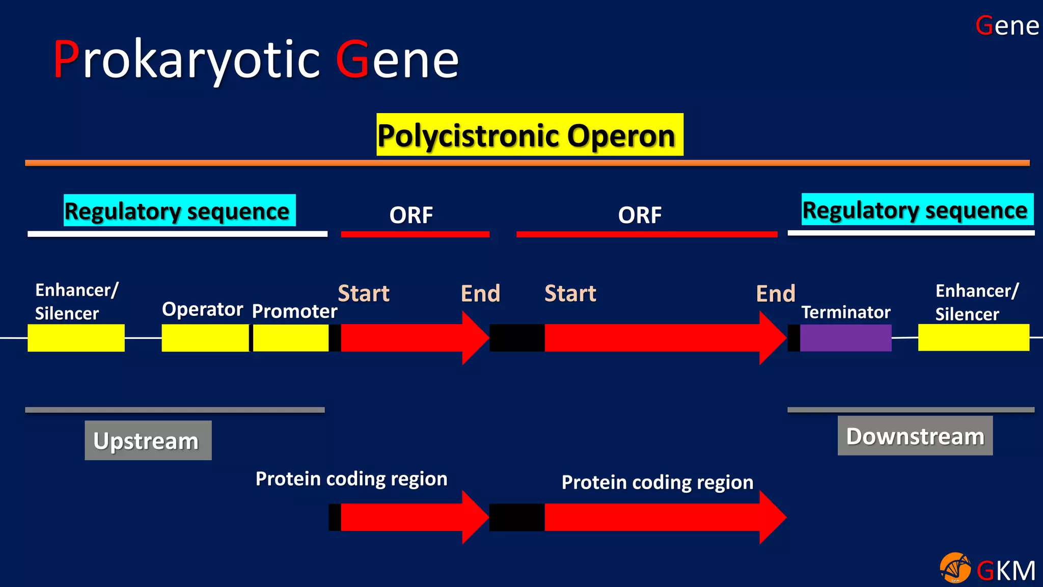 Structure of Gene | PPT