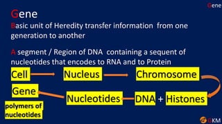 Structure of Gene | PPT