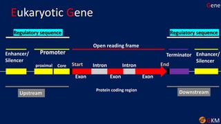 Structure of Gene | PPT