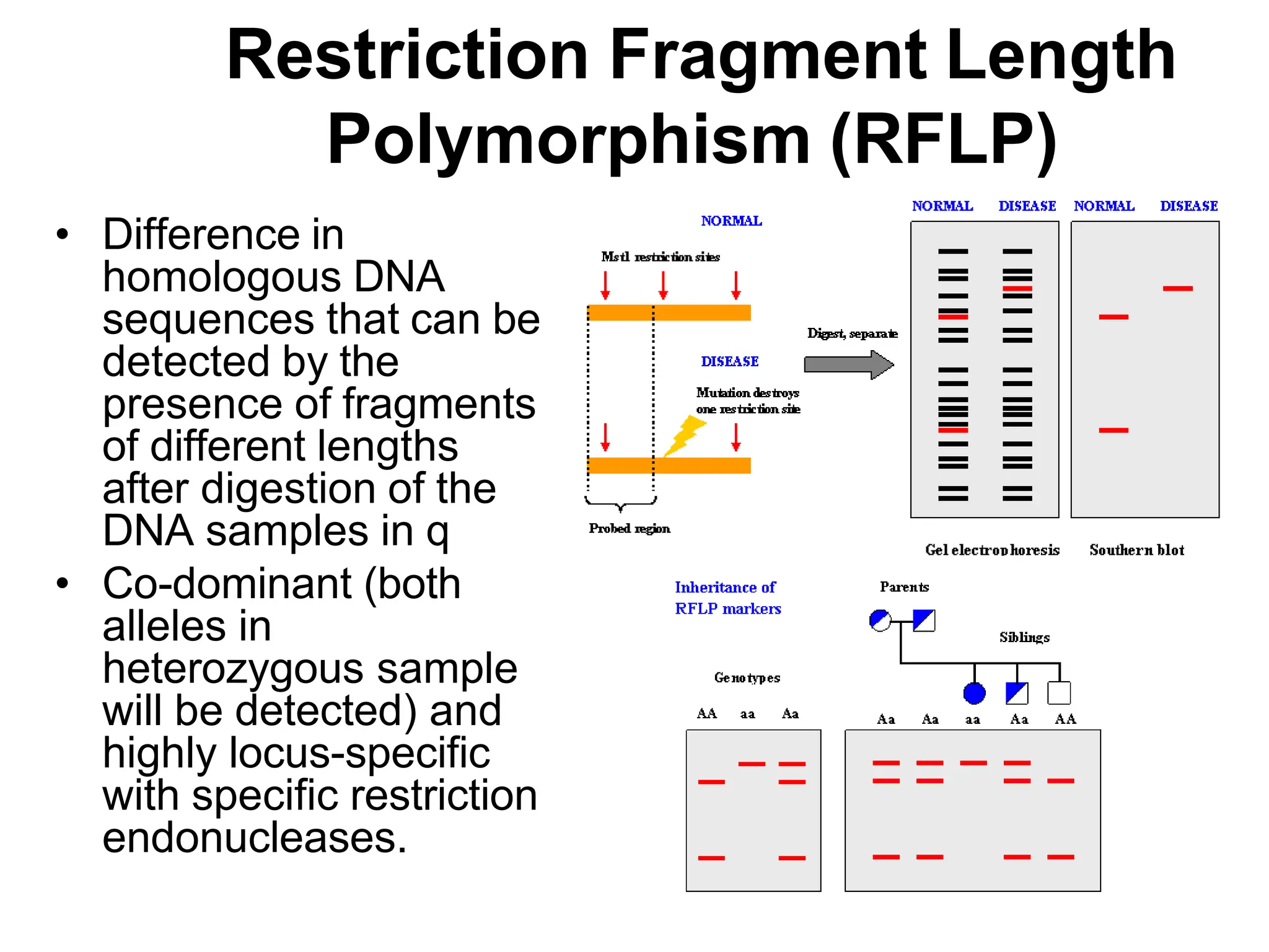 GENE marker typing , abo blood grouping ,karl lamdsteiner | PPT