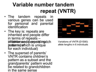 GENE gene marker blood typing , abo blood typing vntr | PPTX ...