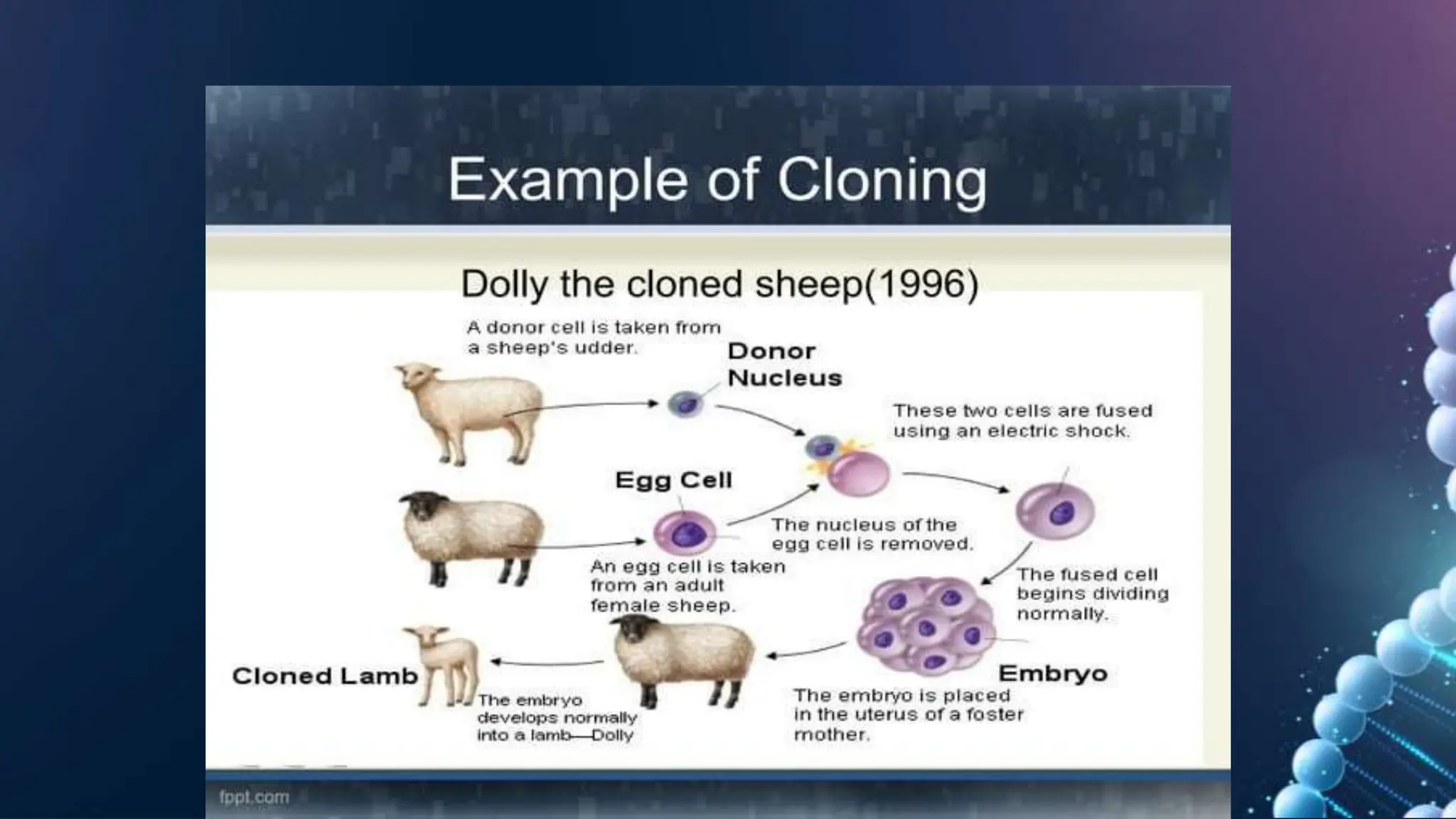 gene-cloning-pptx000.pptx GRANJA KALINAWAN | PPT | Free Download