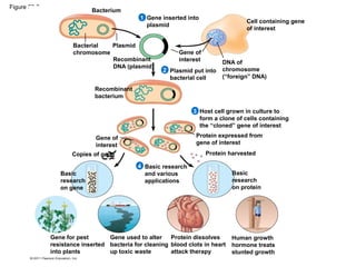 Gene cloning presentation | PPT