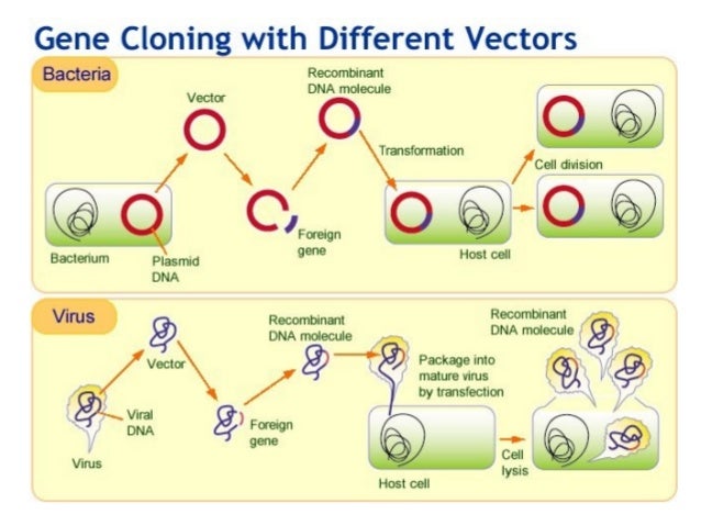 Gene cloning presentation