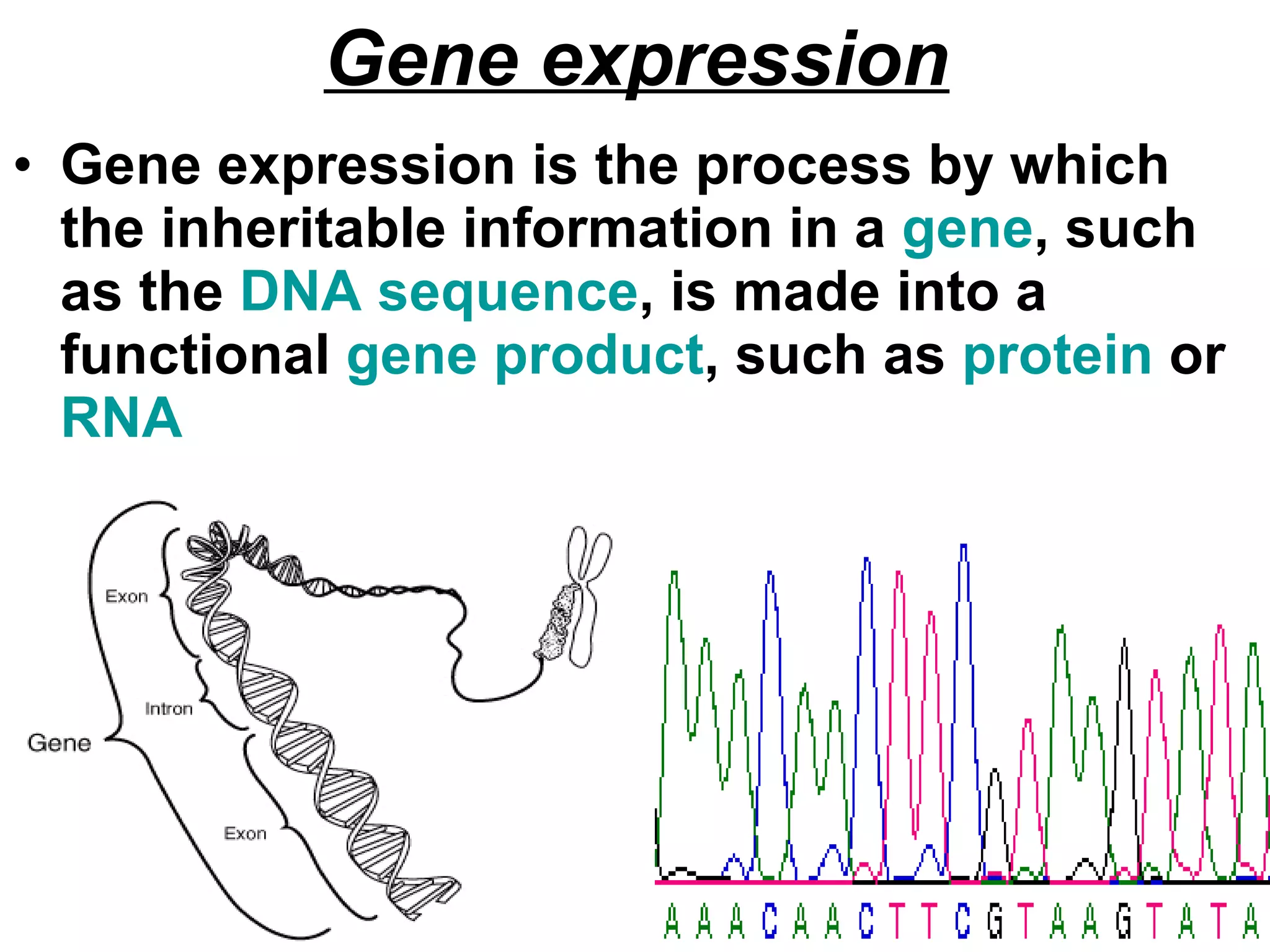 Gene Expression Lesson 2 | PPT