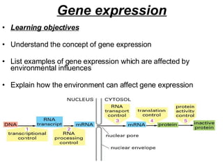 Gene Expression Lesson 2 | PPT