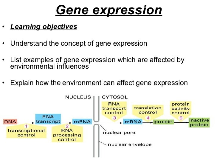 Gene Expression Lesson 2 Gene Expression Lesson 2