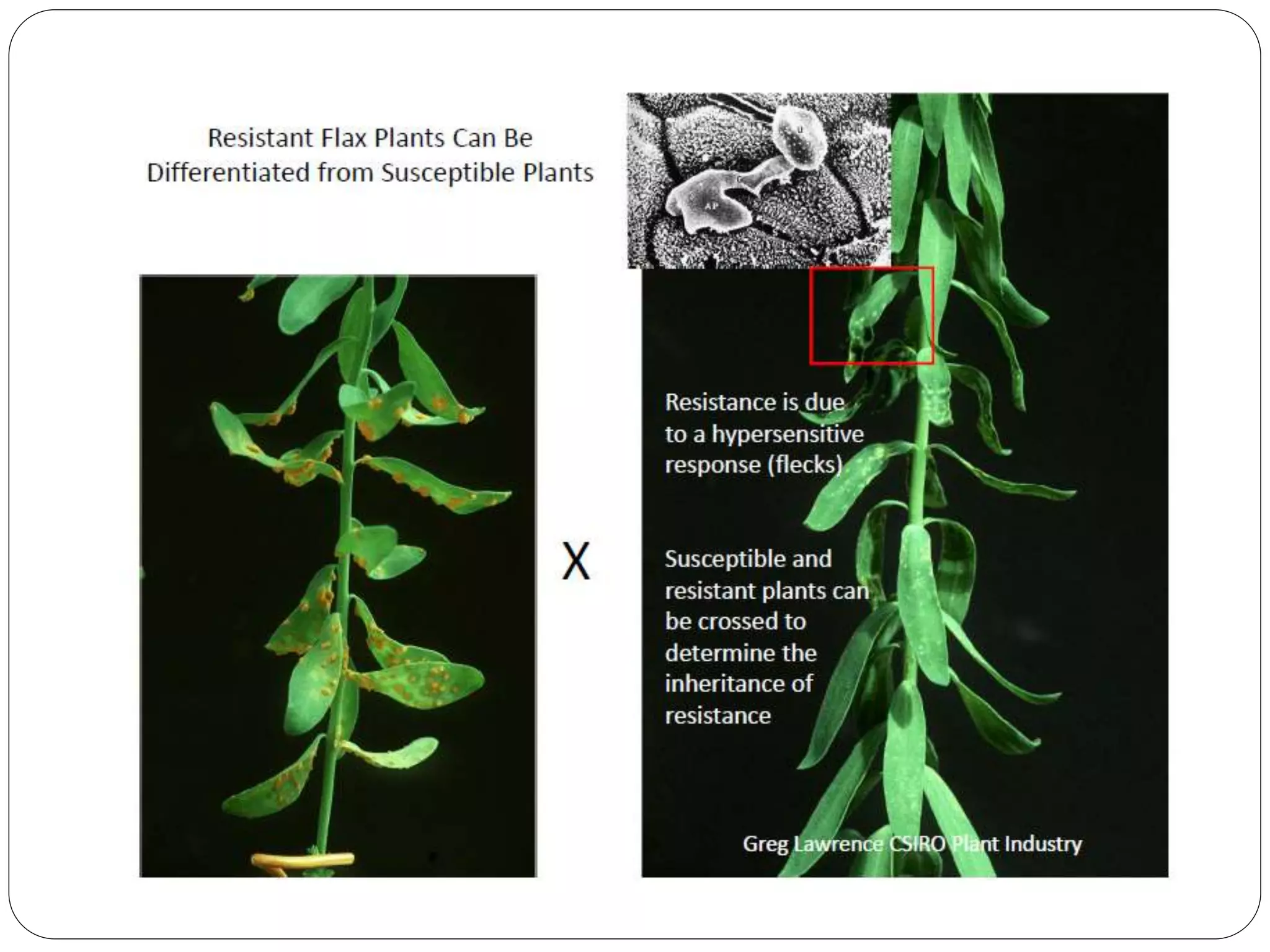 Gene for-gene hypothesis & its validty in the present scenario | PPTX ...