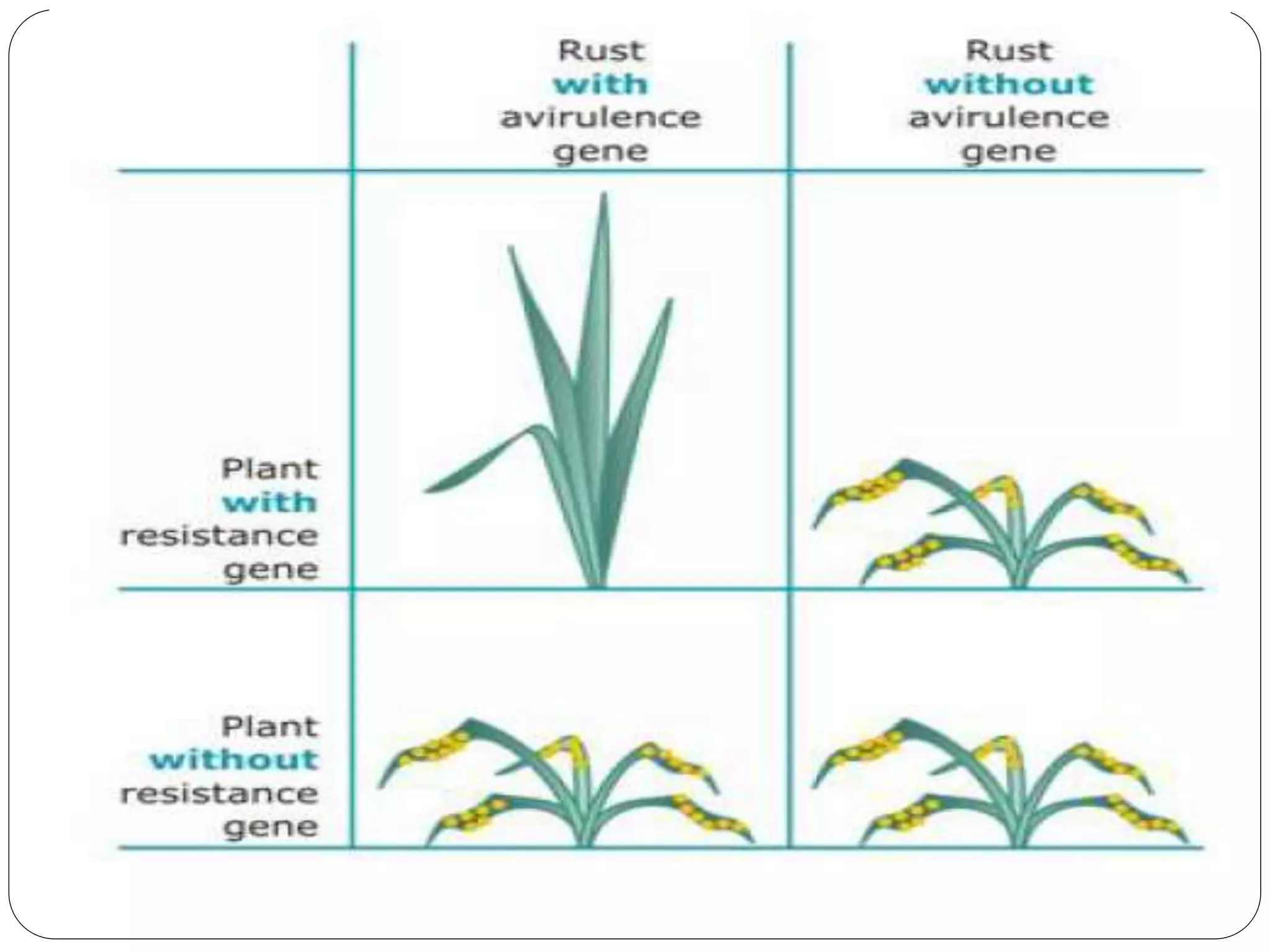 Gene for-gene hypothesis & its validty in the present scenario | PPTX