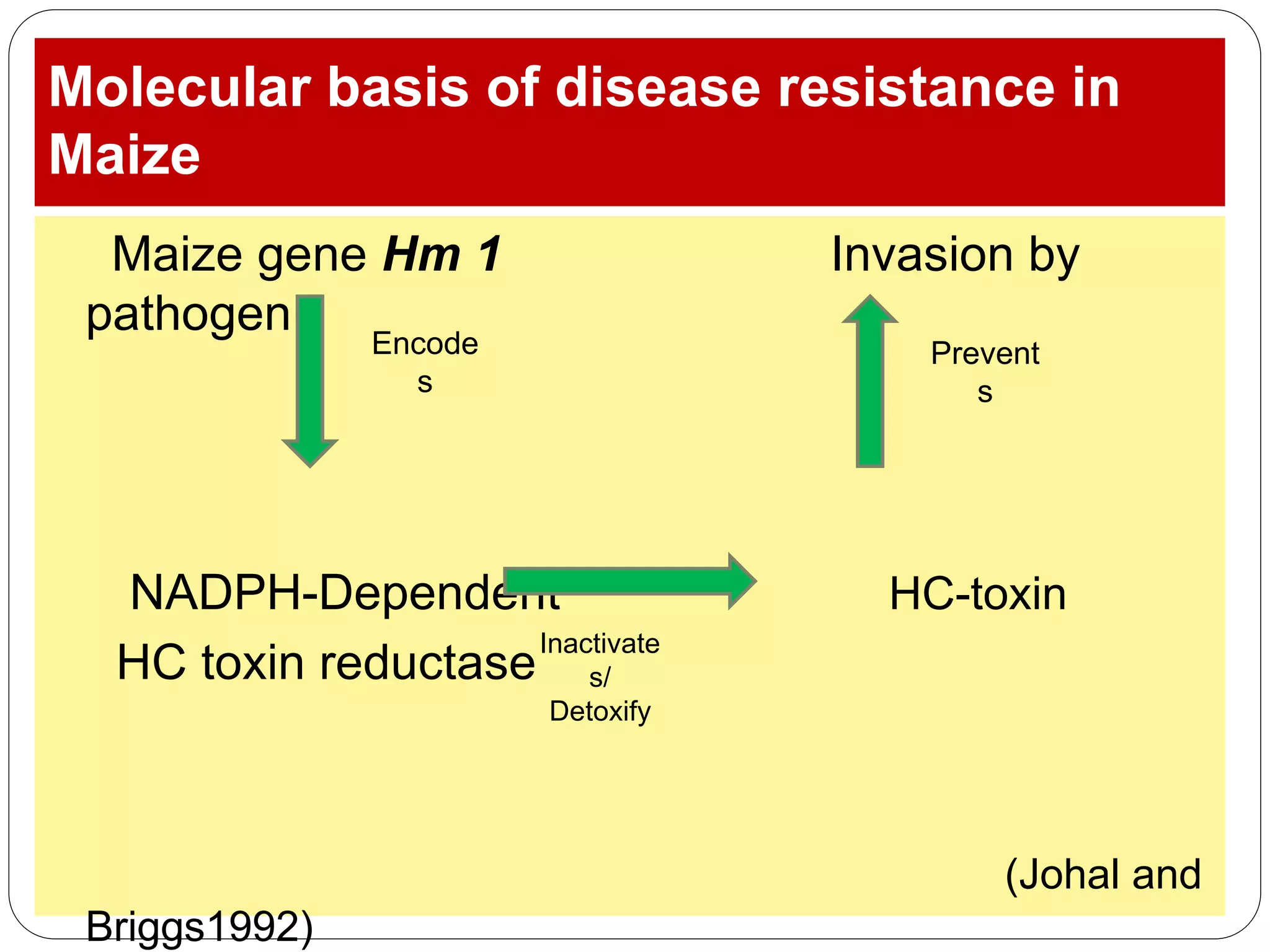 Gene for-gene hypothesis & its validty in the present scenario | PPTX