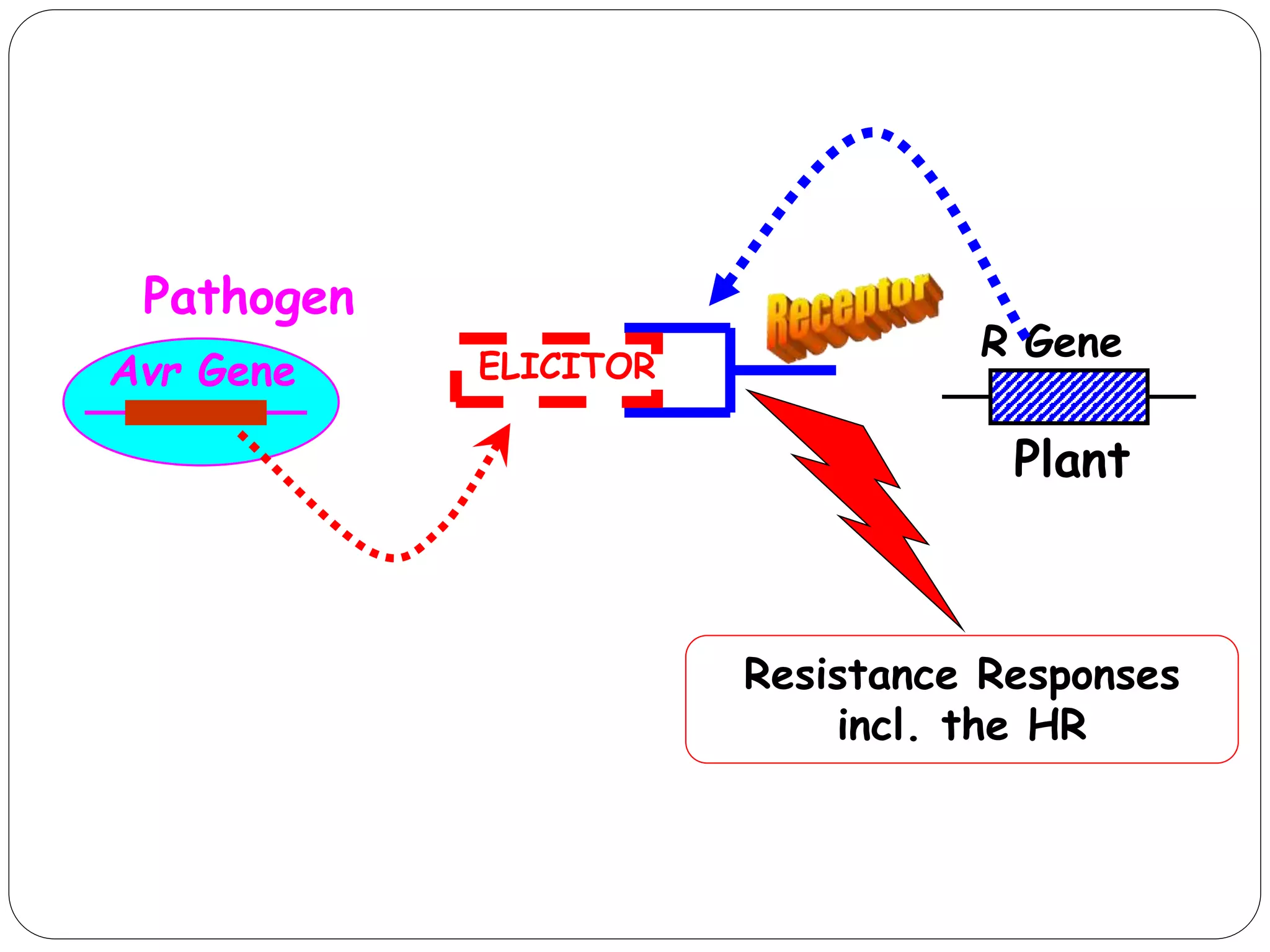 Gene for-gene hypothesis & its validty in the present scenario | PPTX