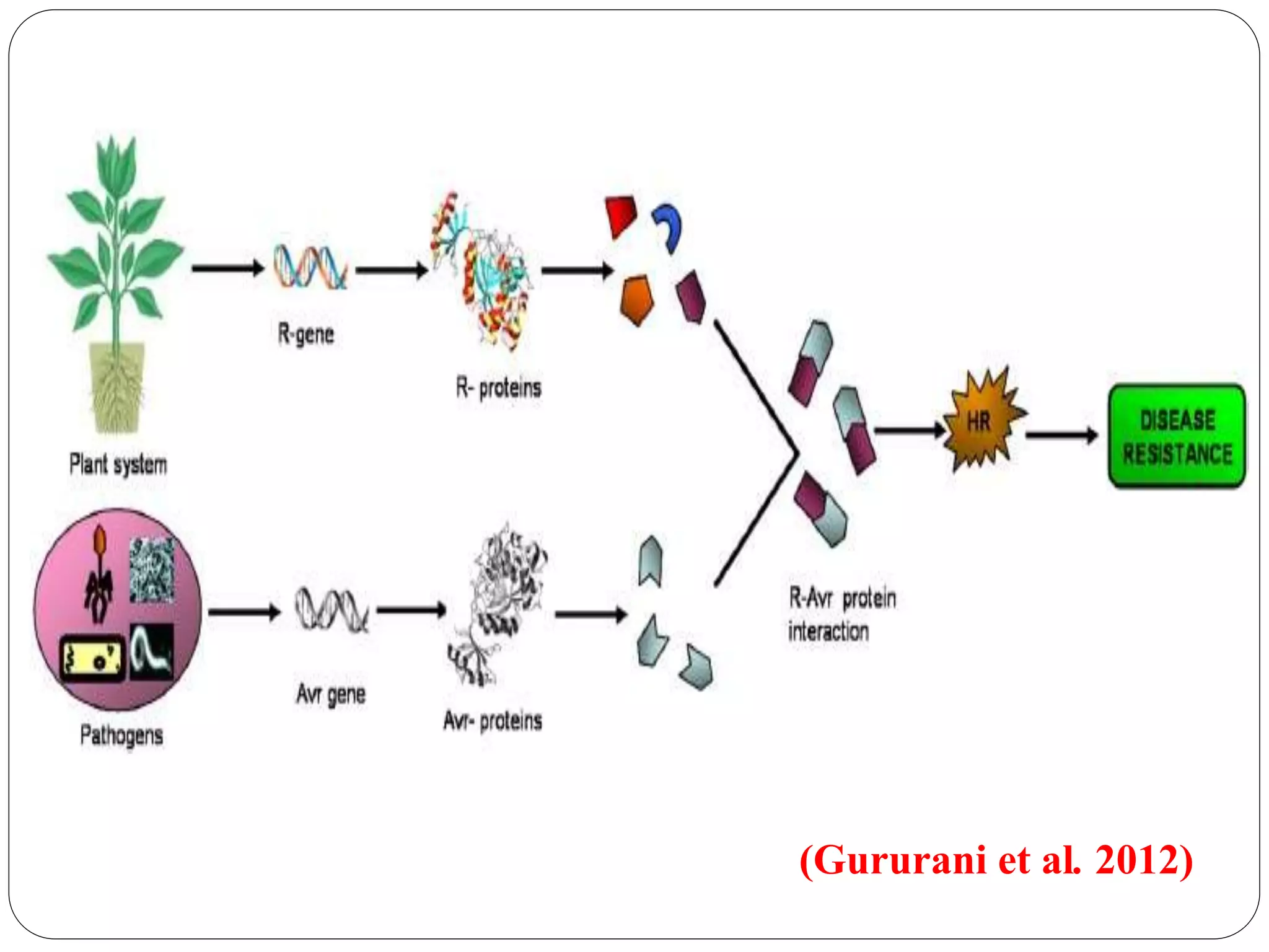 Gene for-gene hypothesis & its validty in the present scenario | PPTX