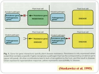 Gene for-gene hypothesis & its validty in the present scenario | PPTX