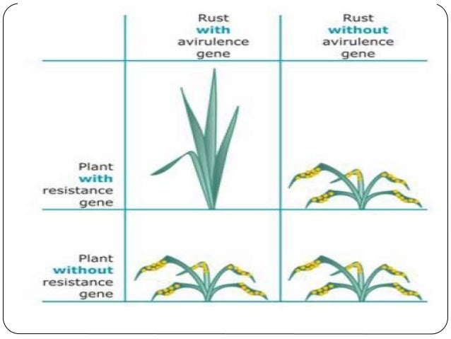 Gene for-gene hypothesis & its validty in the present scenario