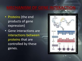 Gene interaction and diseases | PPTX | Genetics | Science