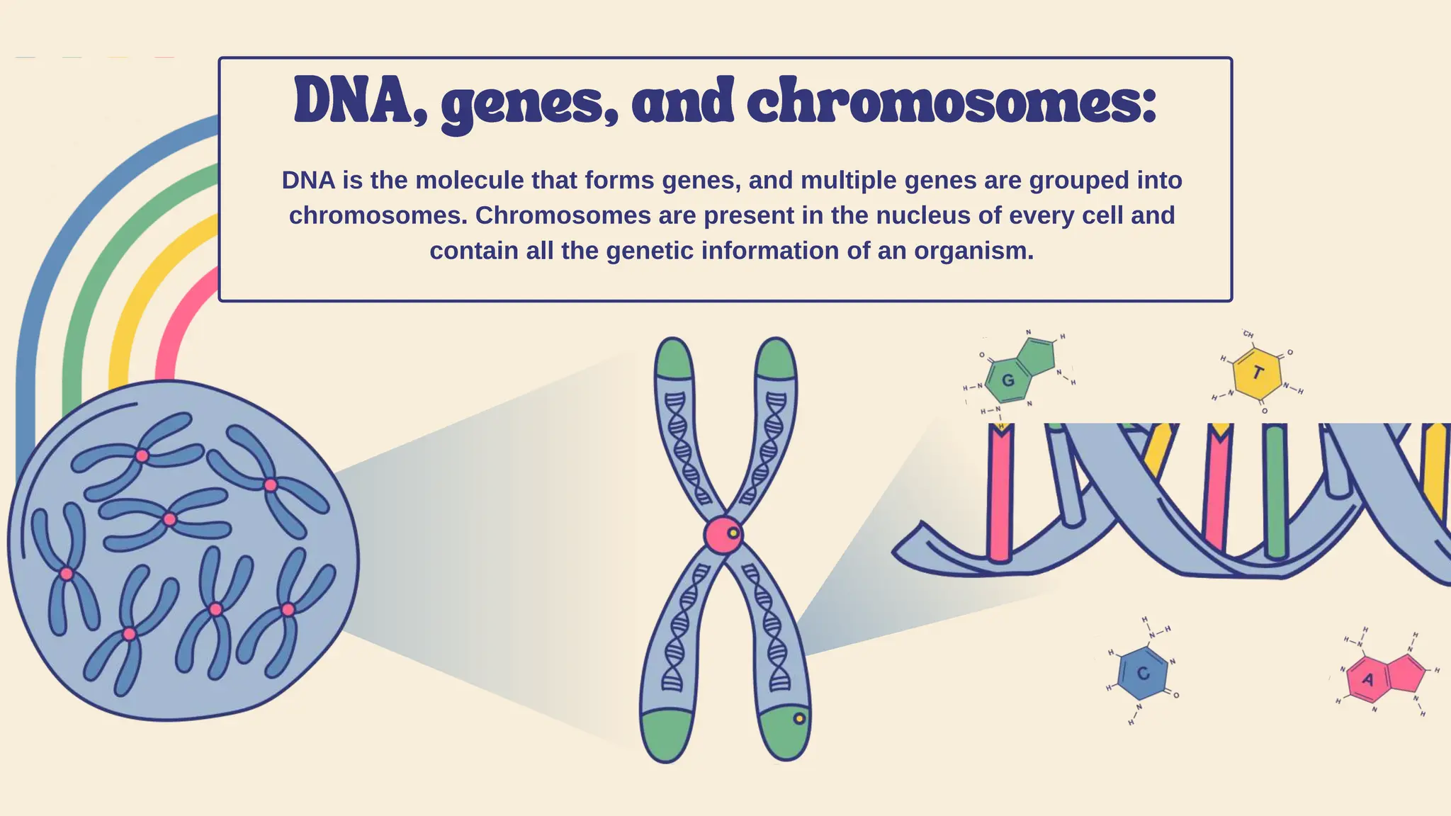Gene-Mutation-COT-3-Science10 Lesson.pptx