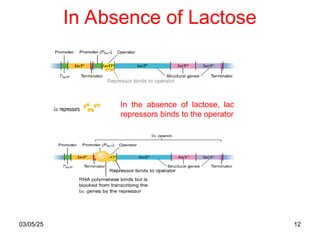 Gene-Regulation-Lac-Operon-Trp-Operon.ppt