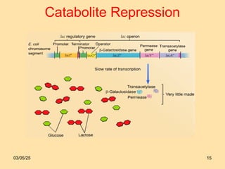Gene-Regulation-Lac-Operon-Trp-Operon.ppt