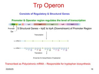 Gene-Regulation-Lac-Operon-Trp-Operon.ppt
