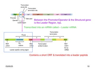 Gene-Regulation-Lac-Operon-Trp-Operon.ppt