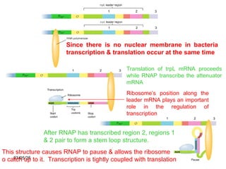 Gene-Regulation-Lac-Operon-Trp-Operon.ppt