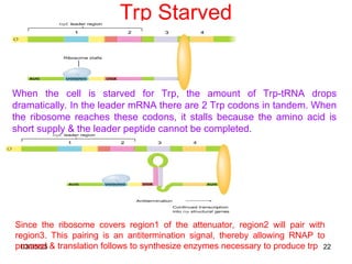 Gene-Regulation-Lac-Operon-Trp-Operon.ppt