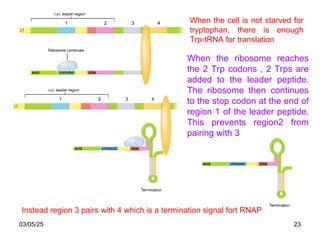 Gene-Regulation-Lac-Operon-Trp-Operon.ppt