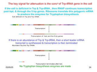 Gene-Regulation-Lac-Operon-Trp-Operon.ppt