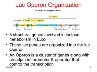 Gene-Regulation-Lac-Operon-Trp-Operon.ppt