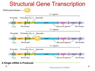 Gene-Regulation-Lac-Operon-Trp-Operon.ppt