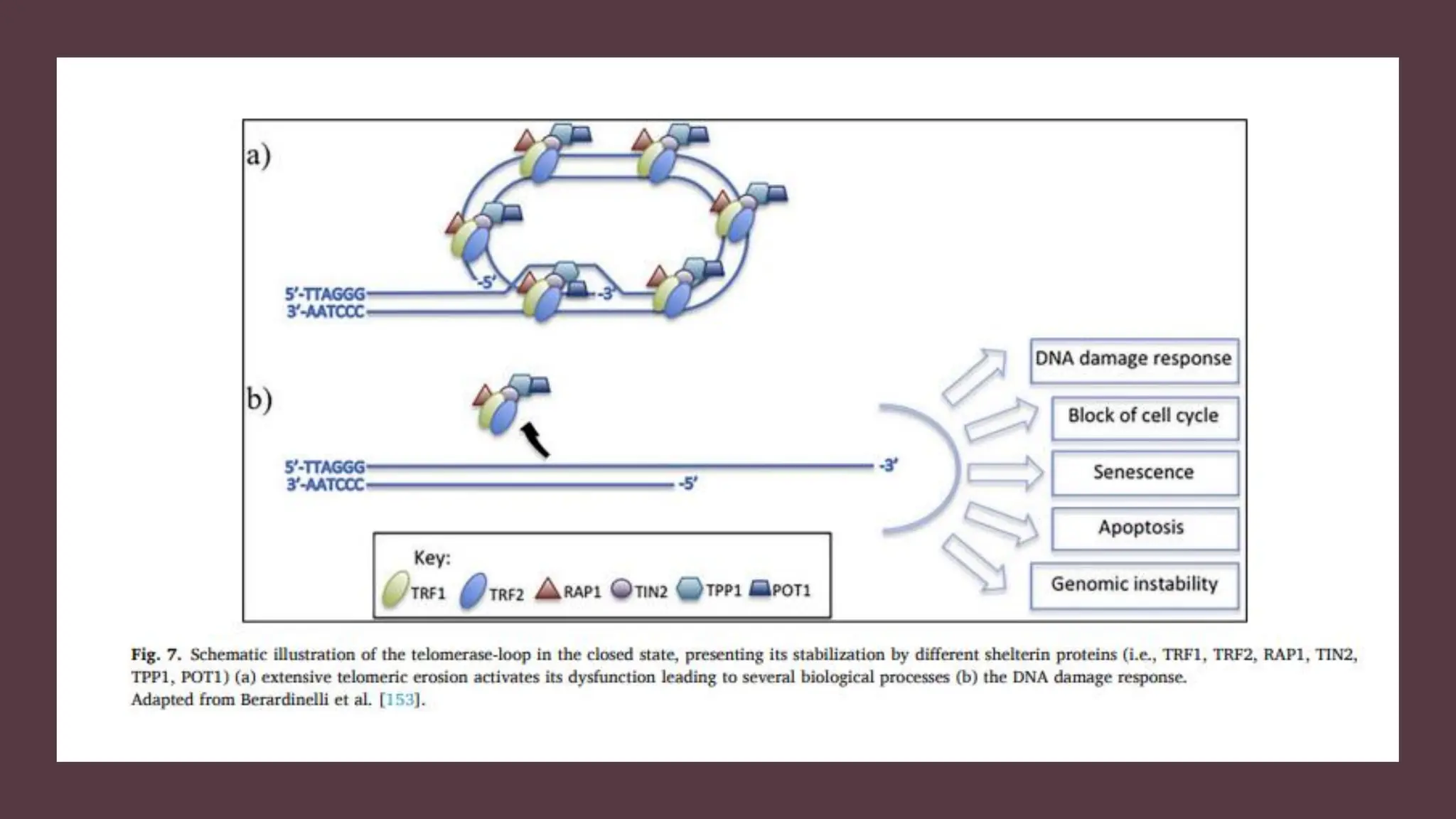 use of gene-therapy in treatment of cancer.pdf