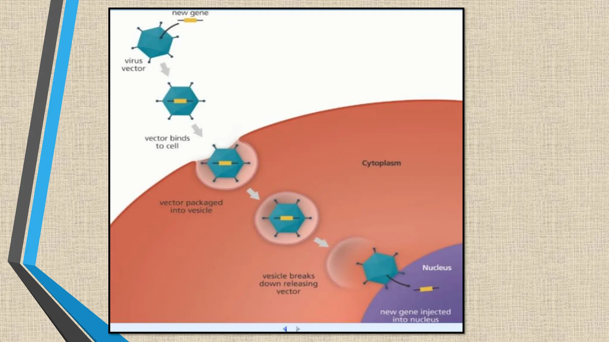 use of gene-therapy in treatment of cancer.pdf