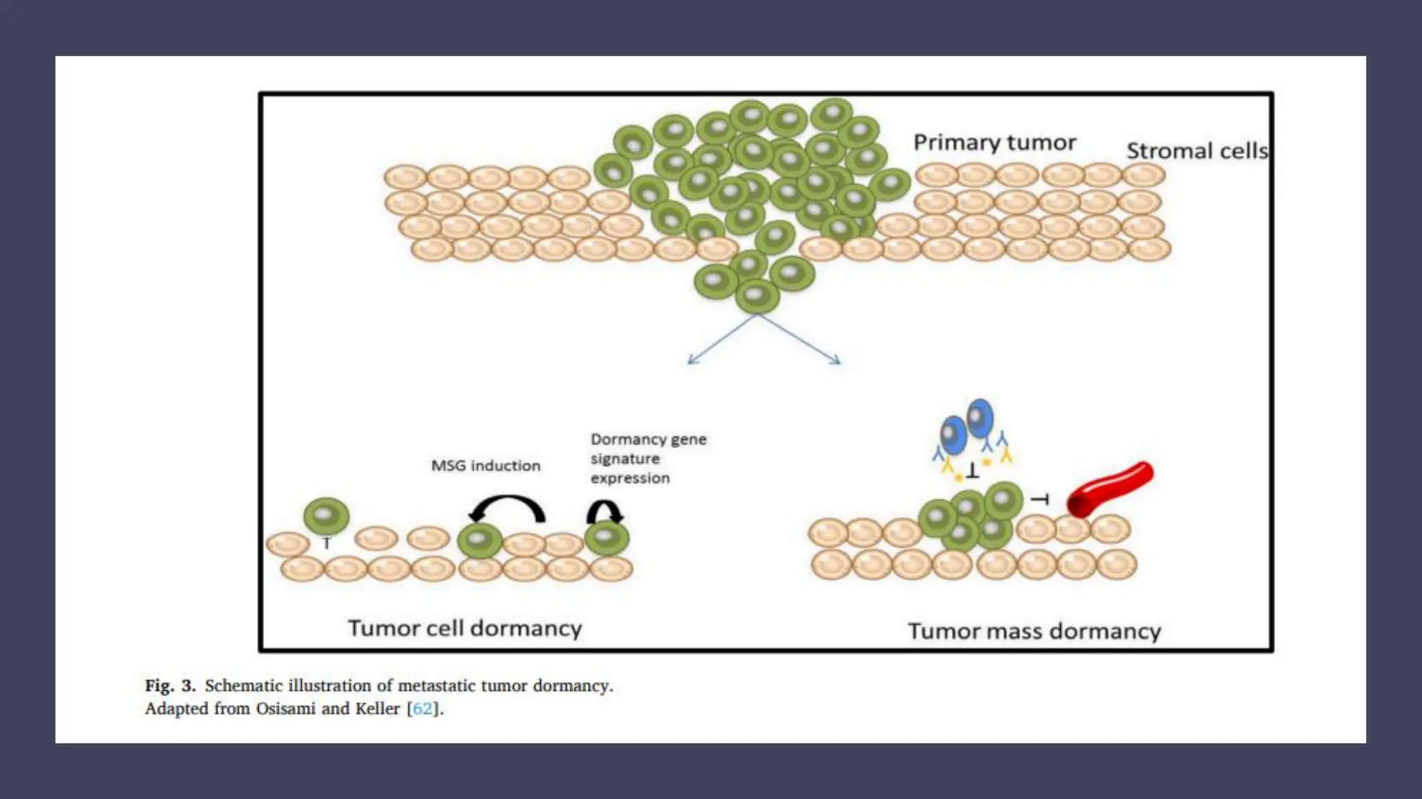 use of gene-therapy in treatment of cancer.pdf