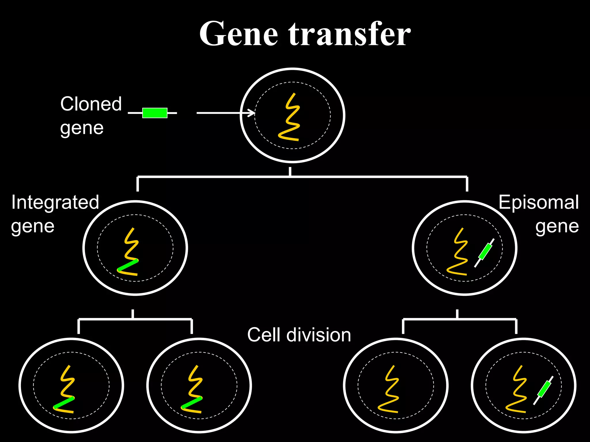 Gene therapy introduction | PDF