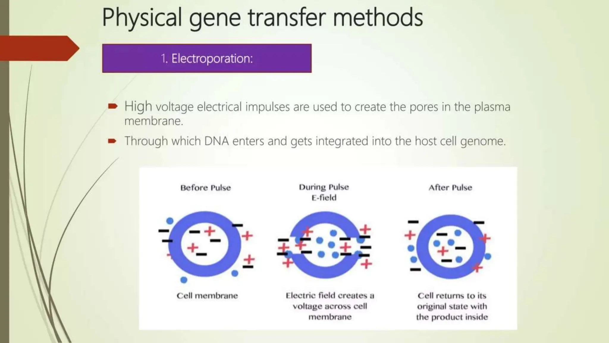 GENE-TRANSFER-METHODS.pptx.BSFLECTURENOTE | PPT