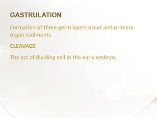 Gene activity during gastrulation | PPT