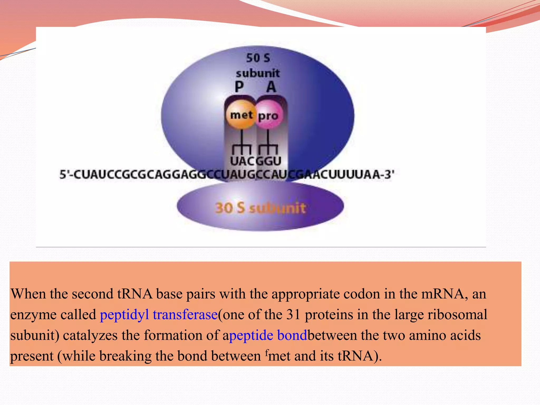 Gene and protein, protein synthesis | PPTX