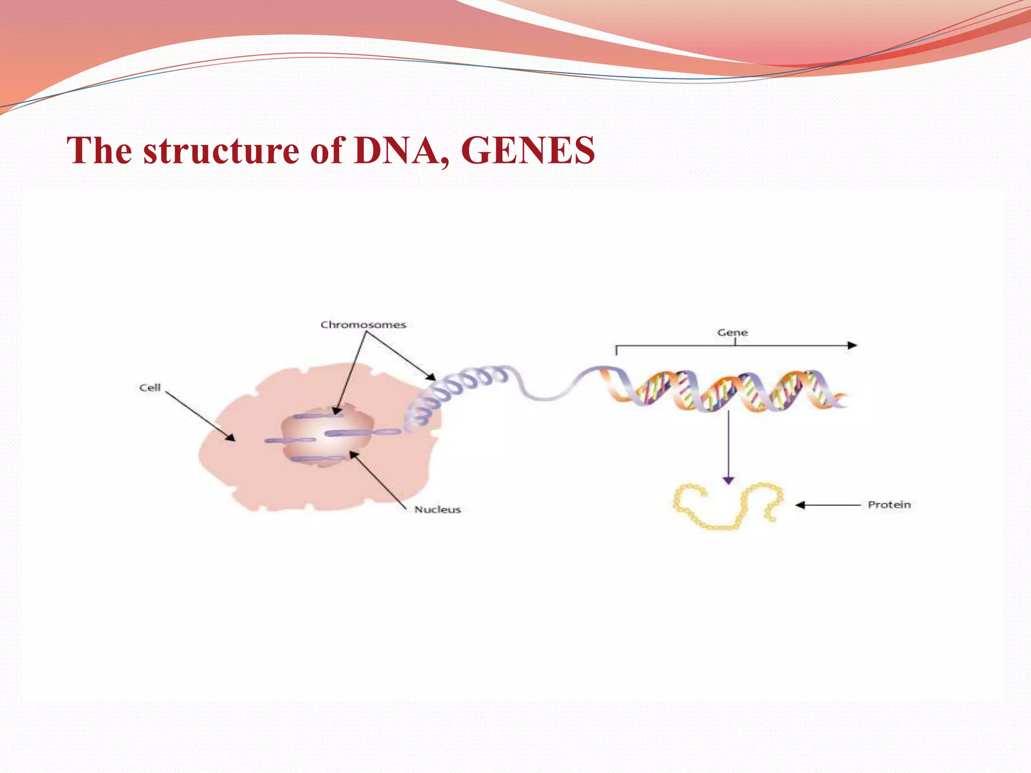 Gene and protein, protein synthesis | PPTX