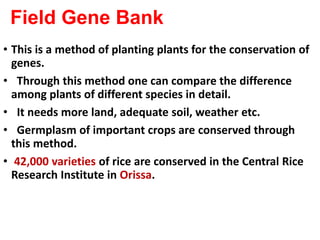 Gene bank.pptx