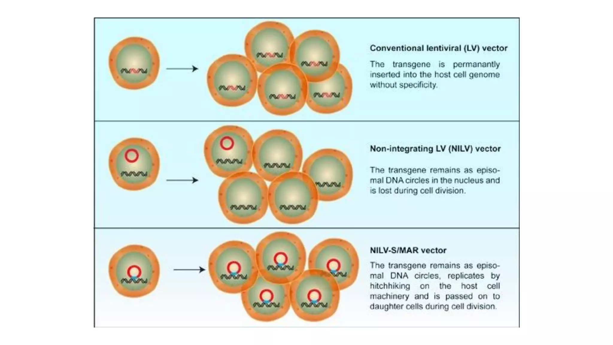 Gene based and cell based therapy in clinical medicine converted | PPT ...