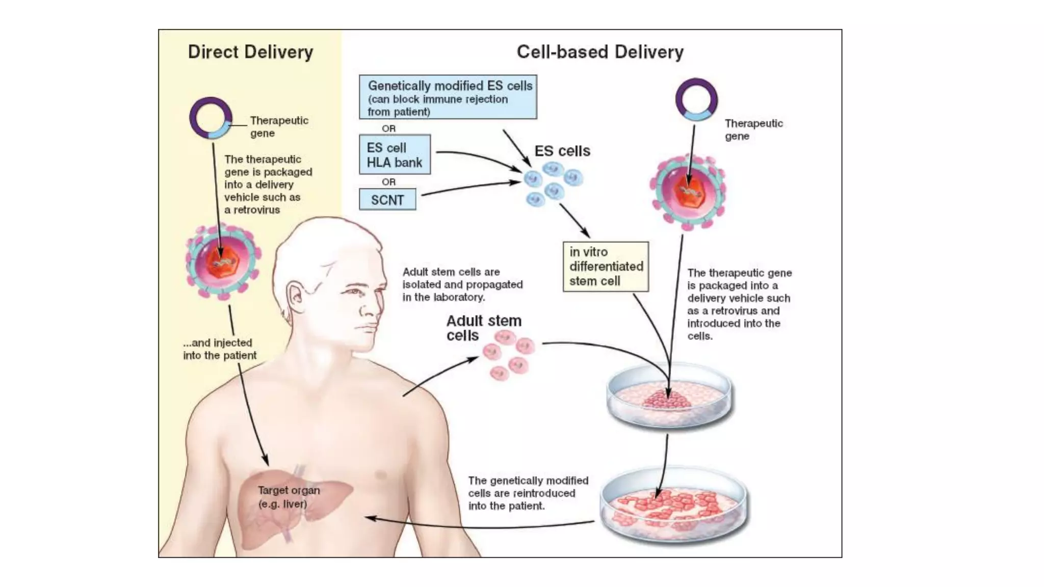 Gene based and cell based therapy in clinical medicine converted | PPT
