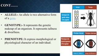 Gene,chromosomes, ppt.pptx