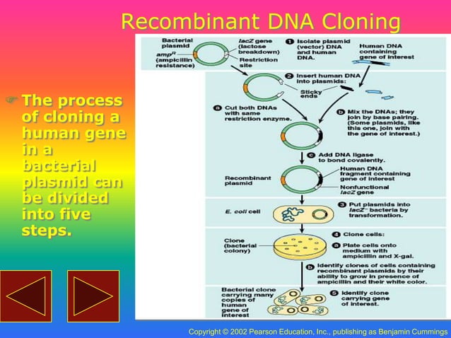 Gene cloning | PPT