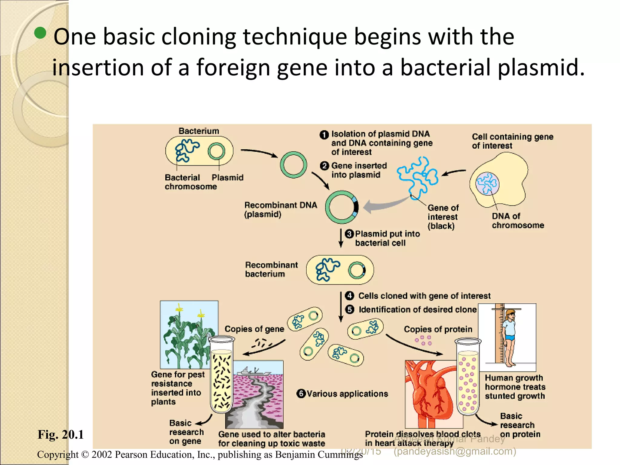 Gene Cloning | PPT