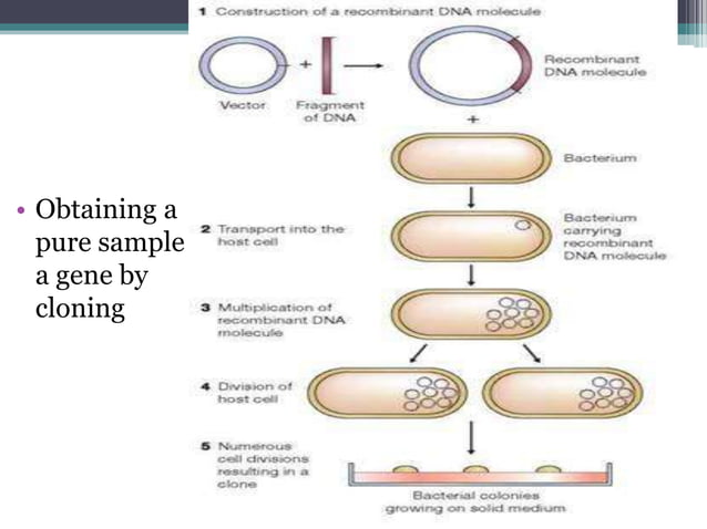 Gene cloning | PPTX
