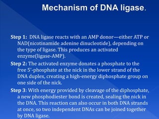 Gene Cloning | PPTX