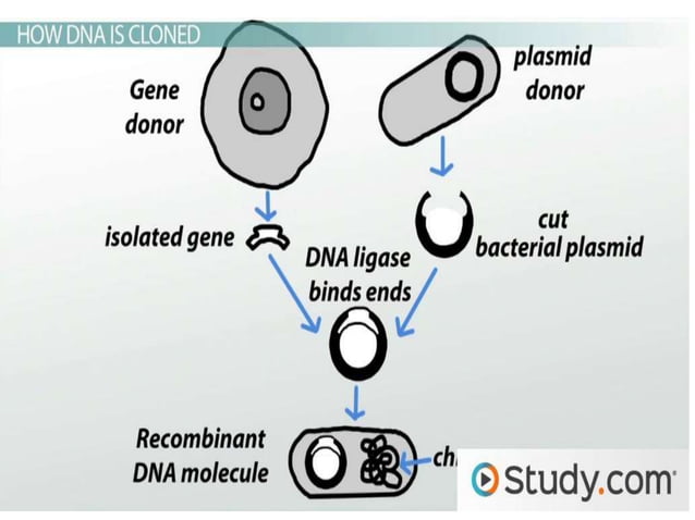 Gene cloning | PPT