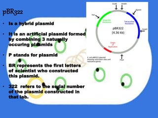 Gene cloning | PPT