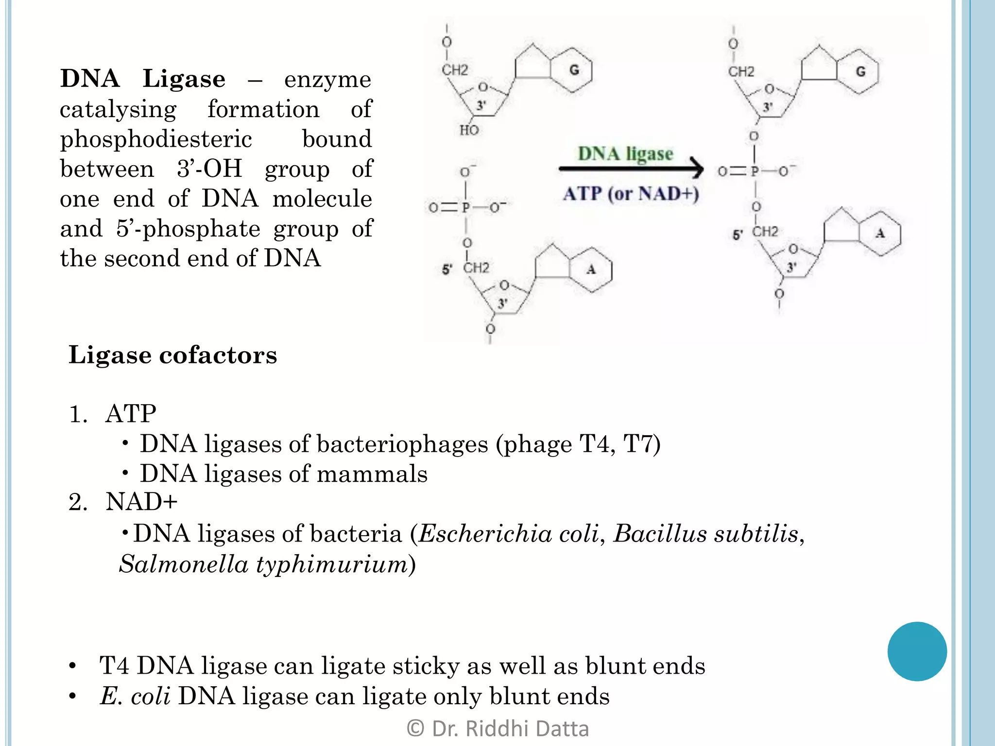 Basics of Gene cloning | PDF