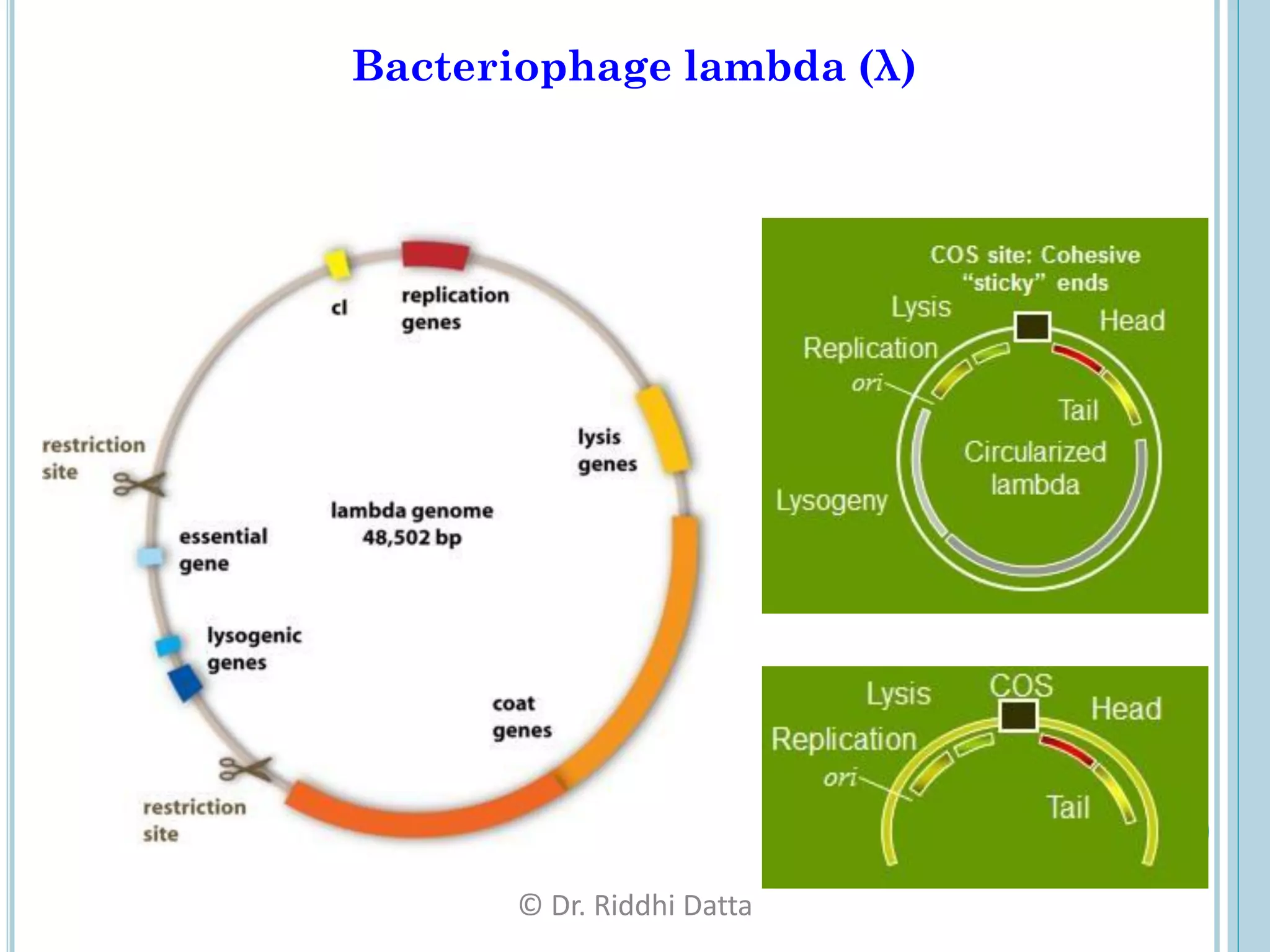 Basics of Gene cloning | PDF